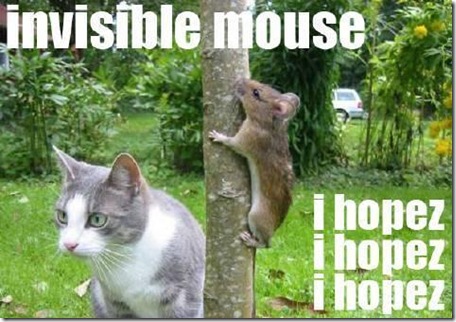 Invisible Mouse....I Hope So - pictures of funny animals | Funny ...